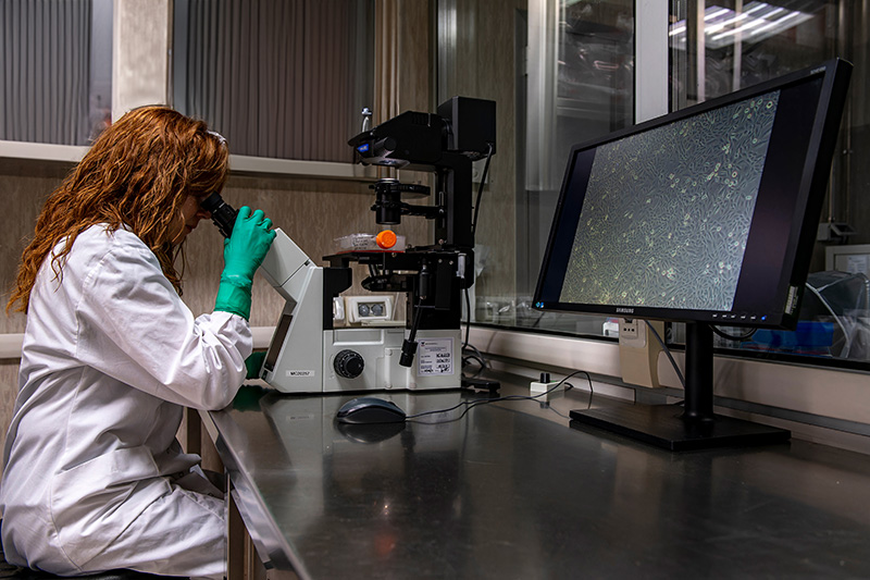 Cell Line Development